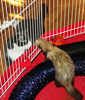 Oregon Ferret Shelter: Do Cats and Ferrets Get Along?