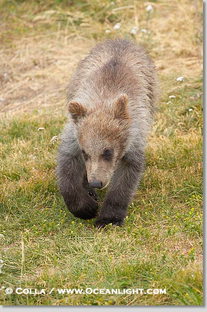 Peripheral Vision: cheese, bears and impact assessment