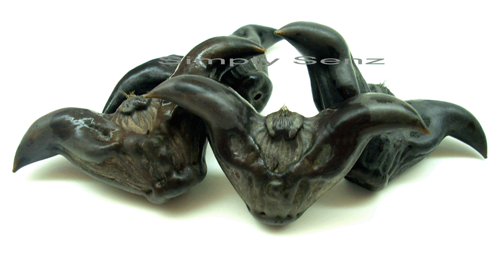 Simply Senz: Good Health Anti Cancer Ling Jiao ~ Trapa Bicornis