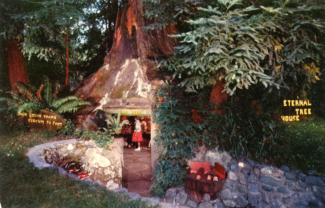 மௌனராகங்கள்: அபூர்வ மரங்கள் -பகுதி 2