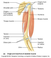 Sinan yüzügüldü'nün Fen Bilgisi Çalışmaları: KASLAR