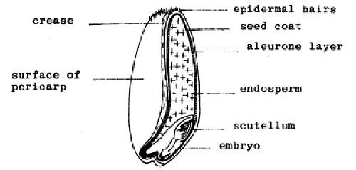 CROP PRODUCTION: Wheat Structure