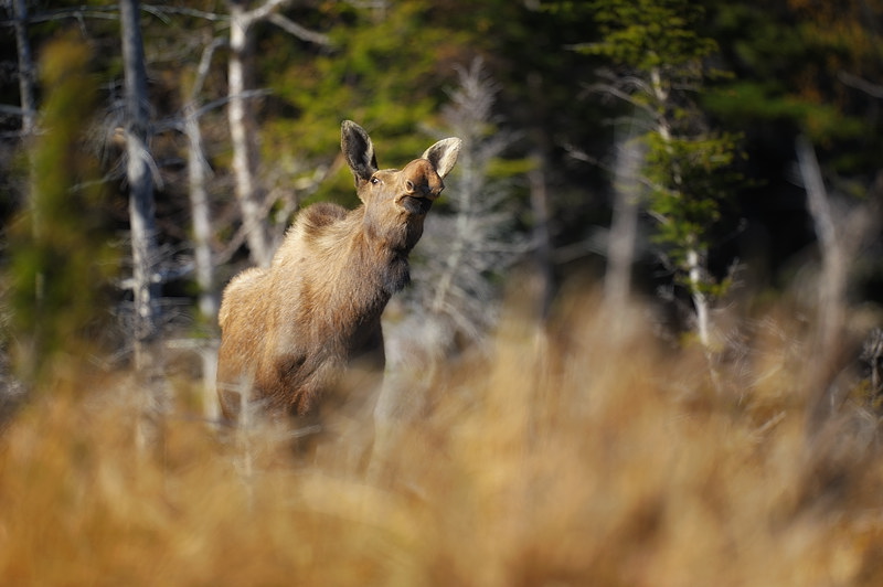 Gros Morne Moose