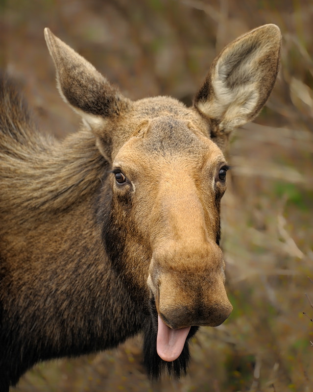 RONiN photo: Gros Morne Moose