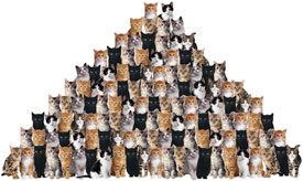 Minnesota Spay Neuter Assistance Program: August 2010