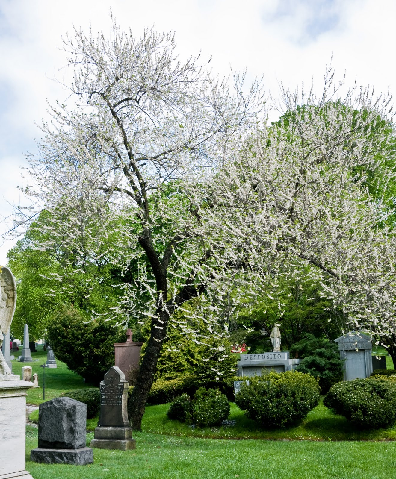 Green-Wood Cemetery Trees: Carolina Silverbell