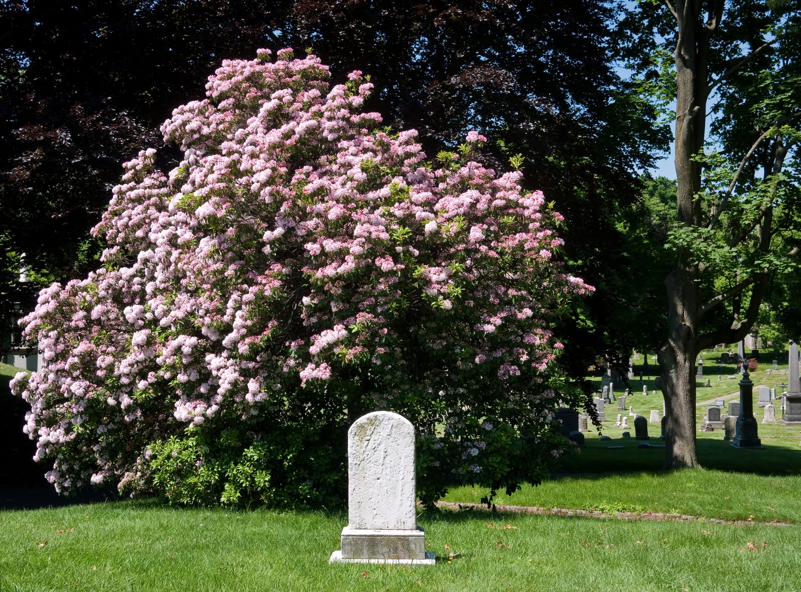 Green-Wood Cemetery Trees: Mountain Laurel