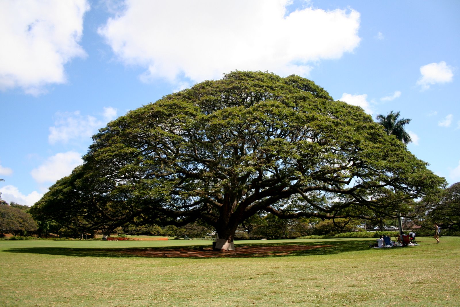 Nick's Journal: Hitachi Tree