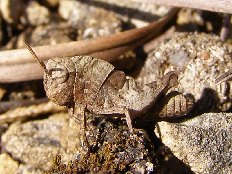 Blue Jay Barrens: Grasshopper Camouflage