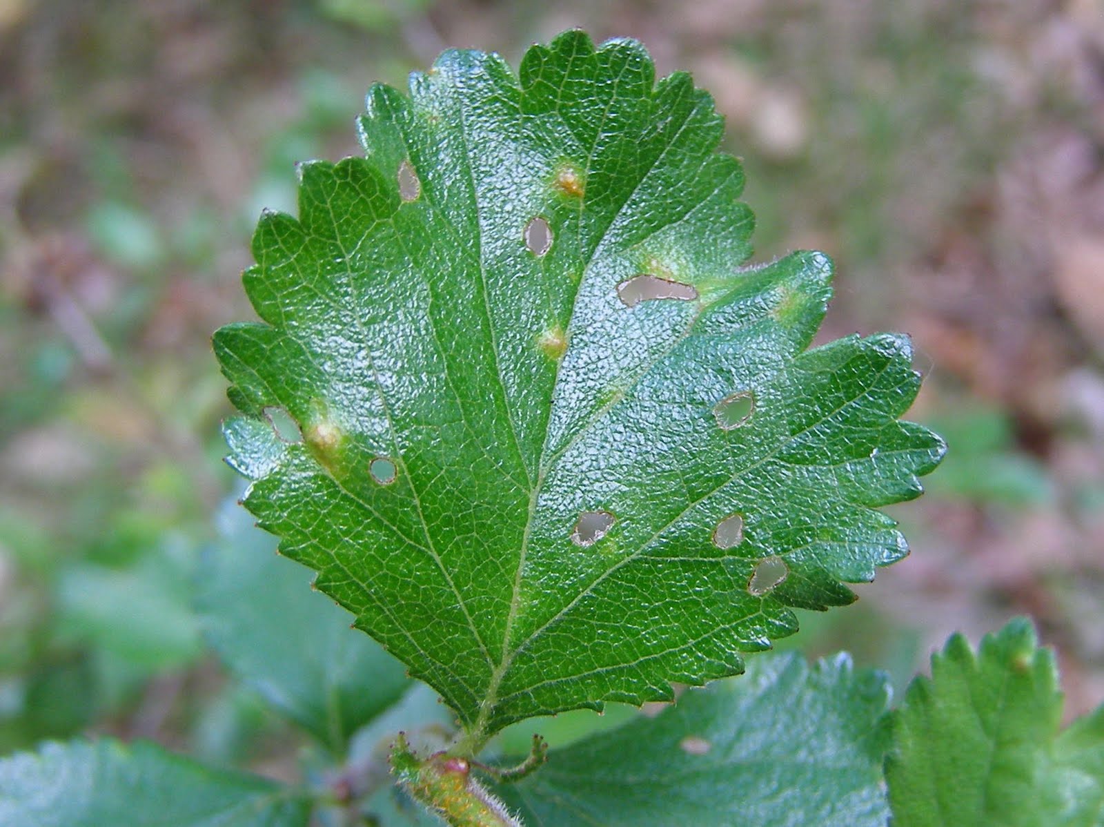Blue Jay Barrens: Hawthorn Cedar Rust