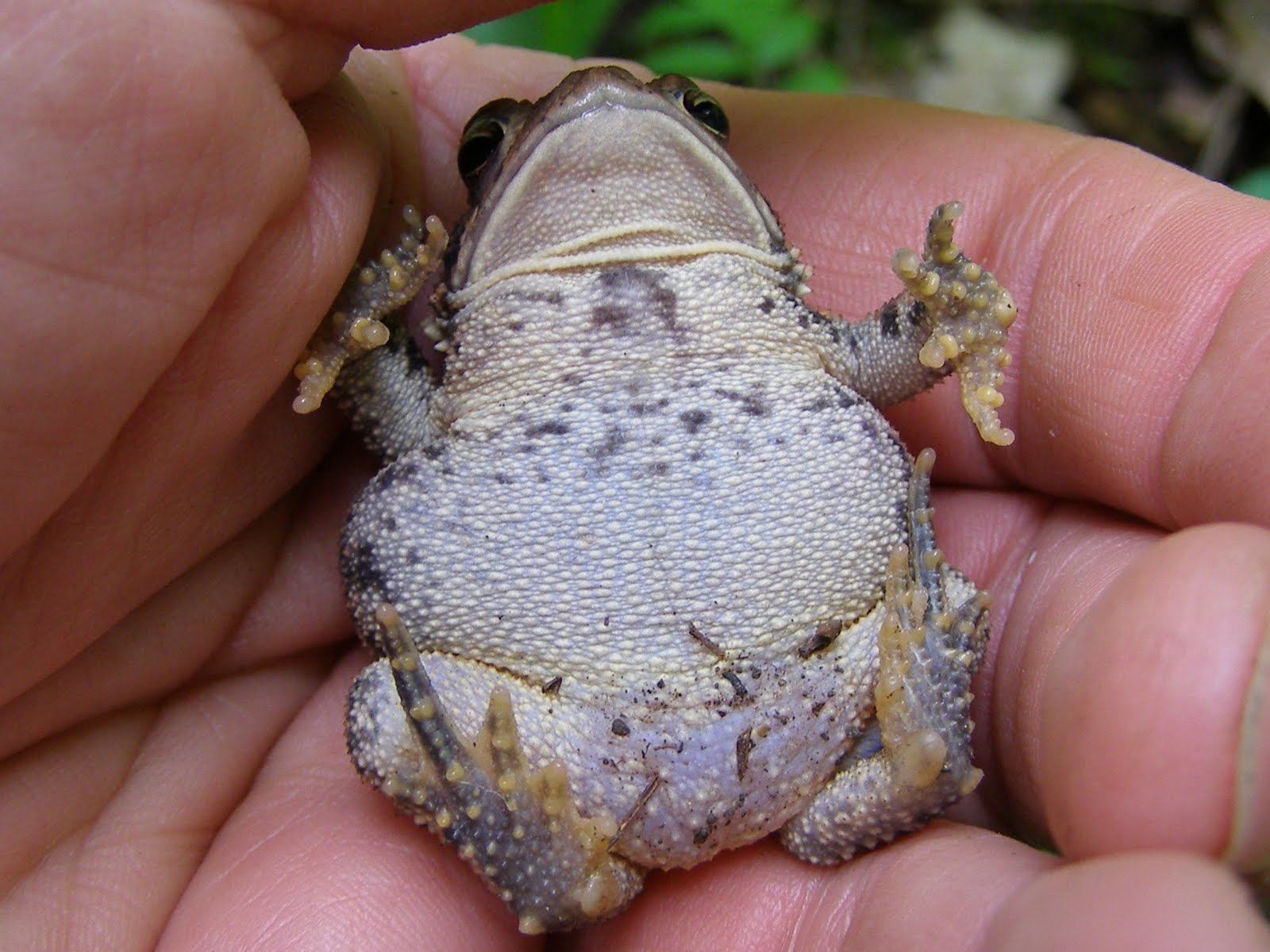 Blue Jay Barrens: Toads