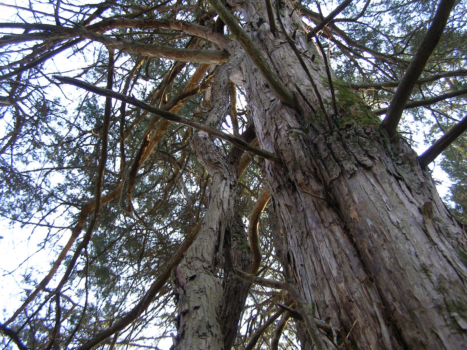 Blue Jay Barrens: Grape Vine