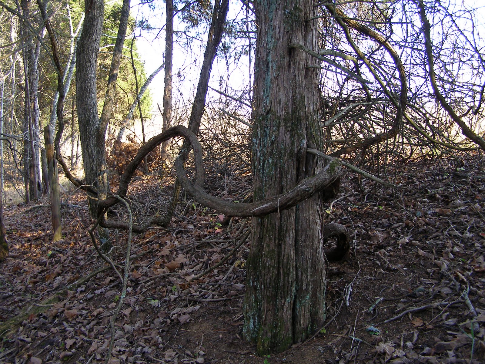 Blue Jay Barrens: Grape Vine