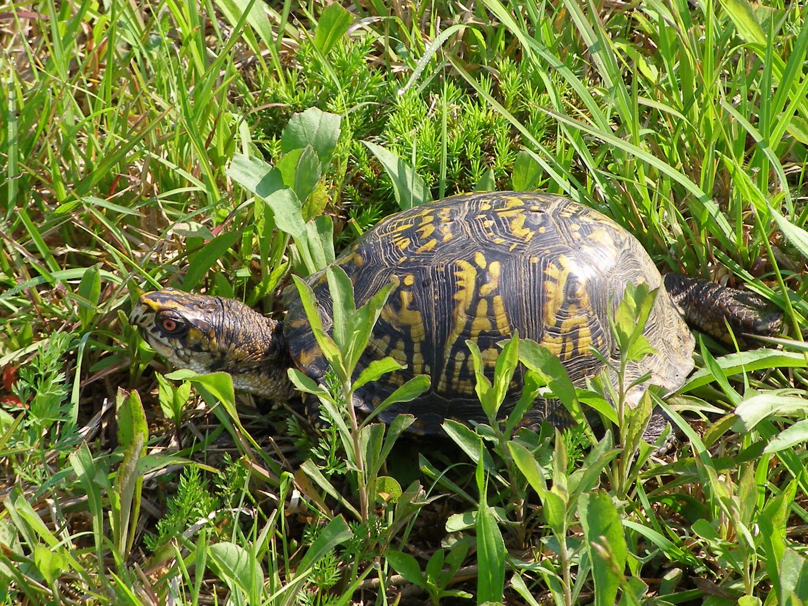 Blue Jay Barrens: Eastern Box Turtles