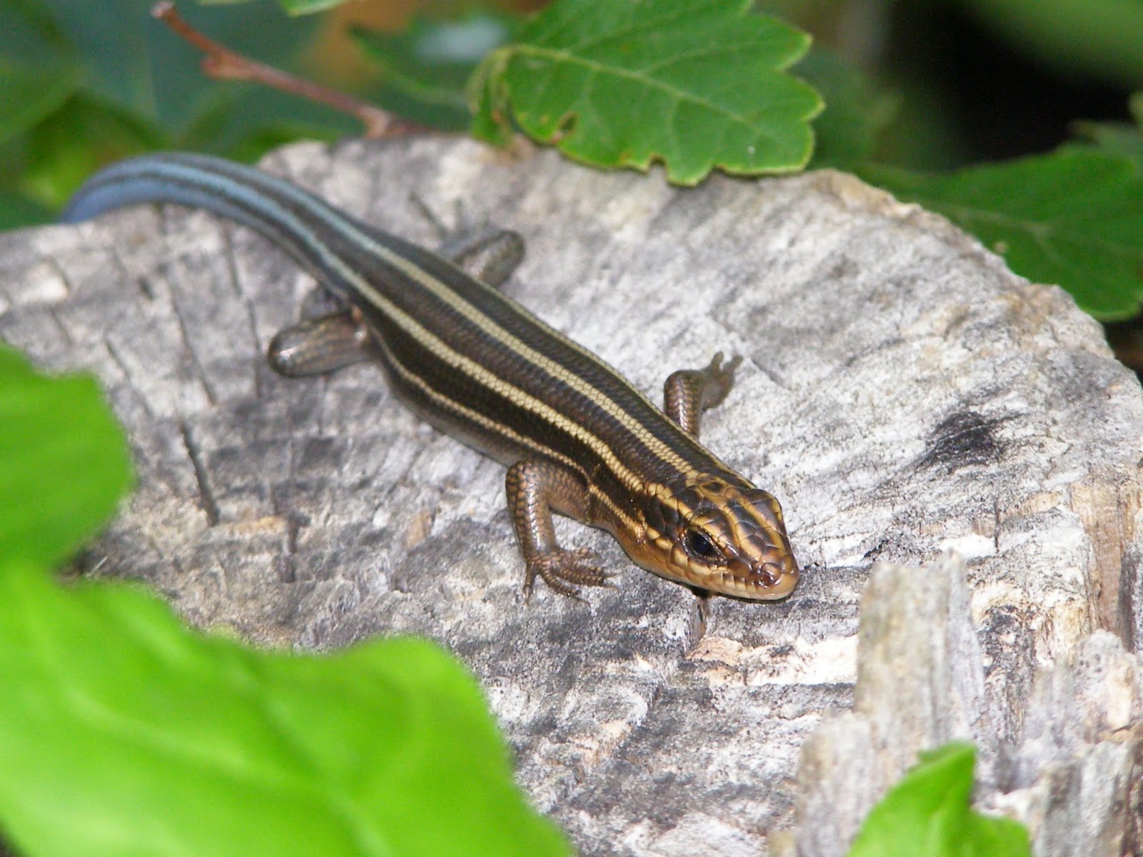 Blue Jay Barrens: Five-Lined Skink