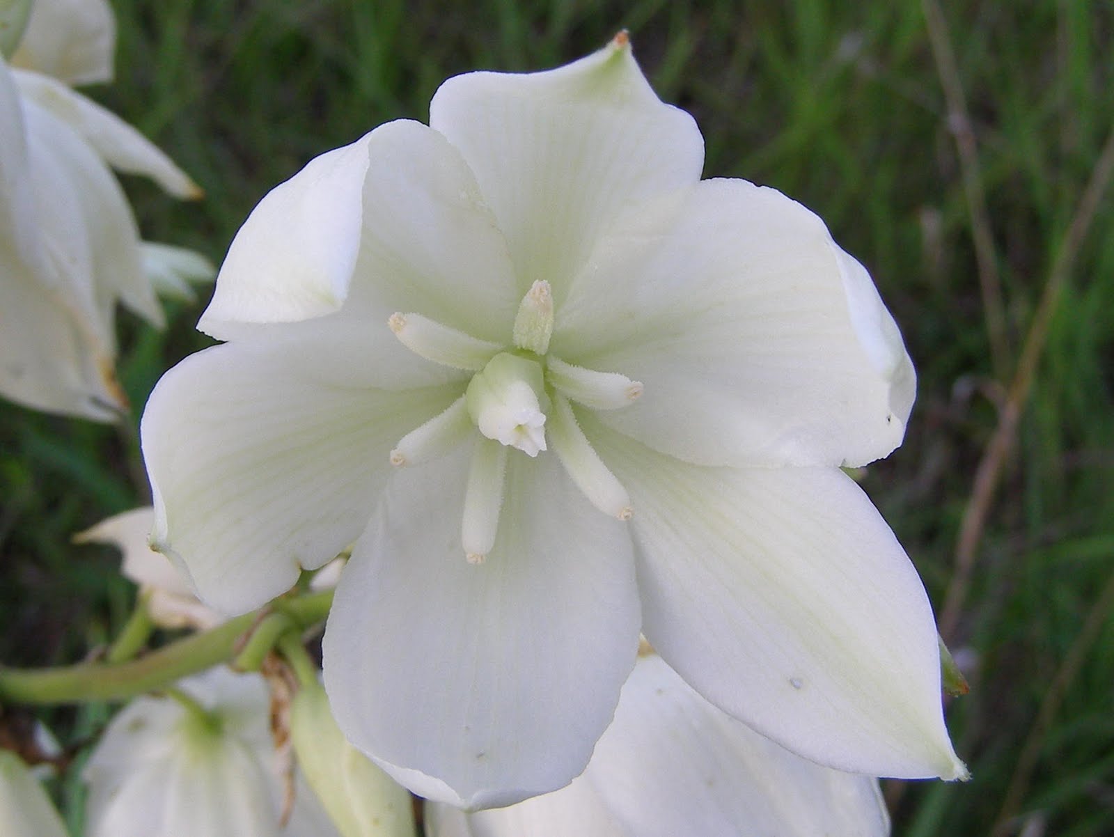 Blue Jay Barrens: Yucca