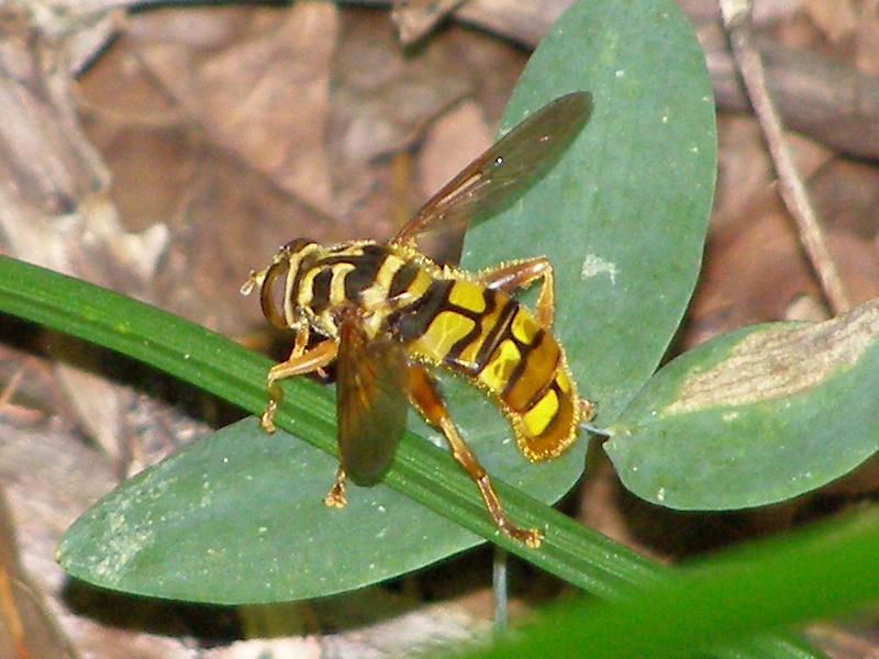 Blue Jay Barrens: Yellowjacket Hover Fly