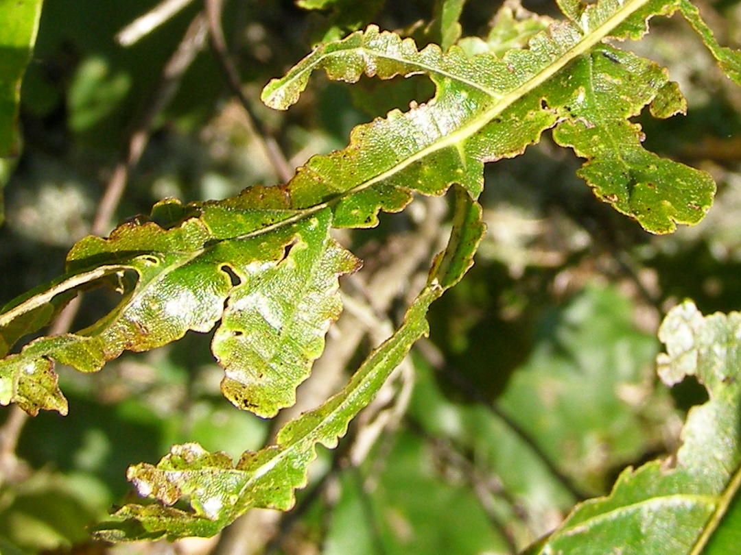 Blue Jay Barrens: Chewed Oak Leaves