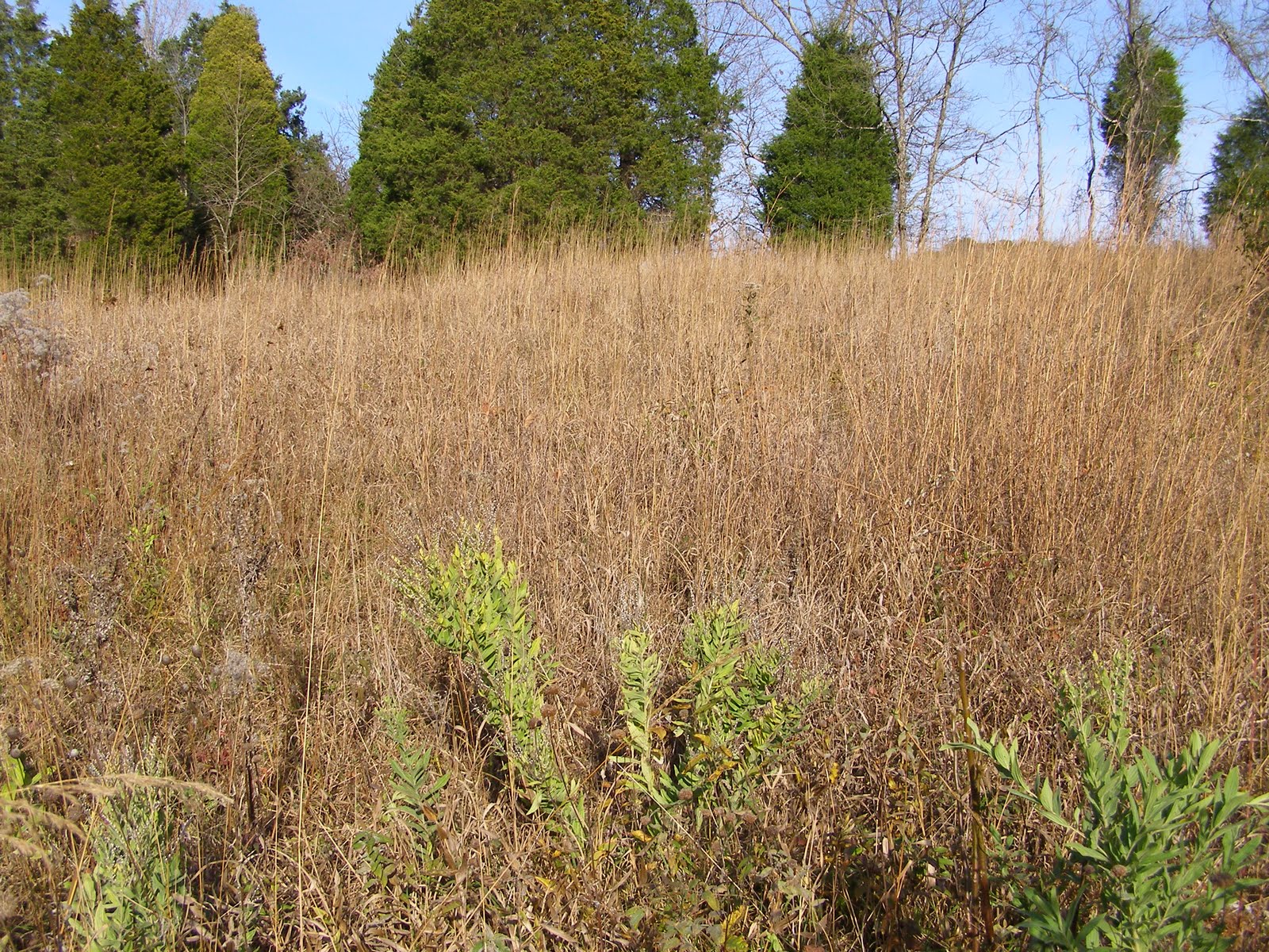 Blue Jay Barrens: Onosmodium Seeds