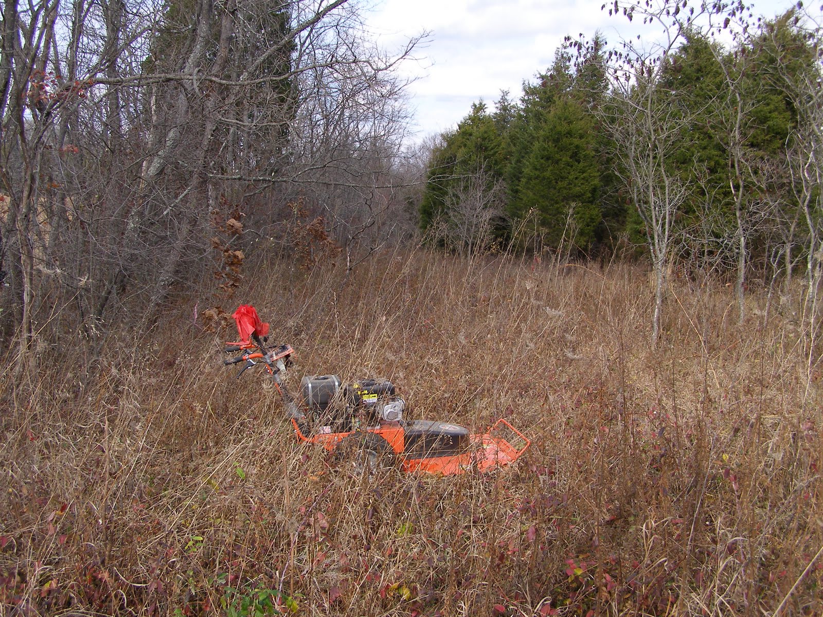 Blue Jay Barrens: Mowing Multiflora Roses