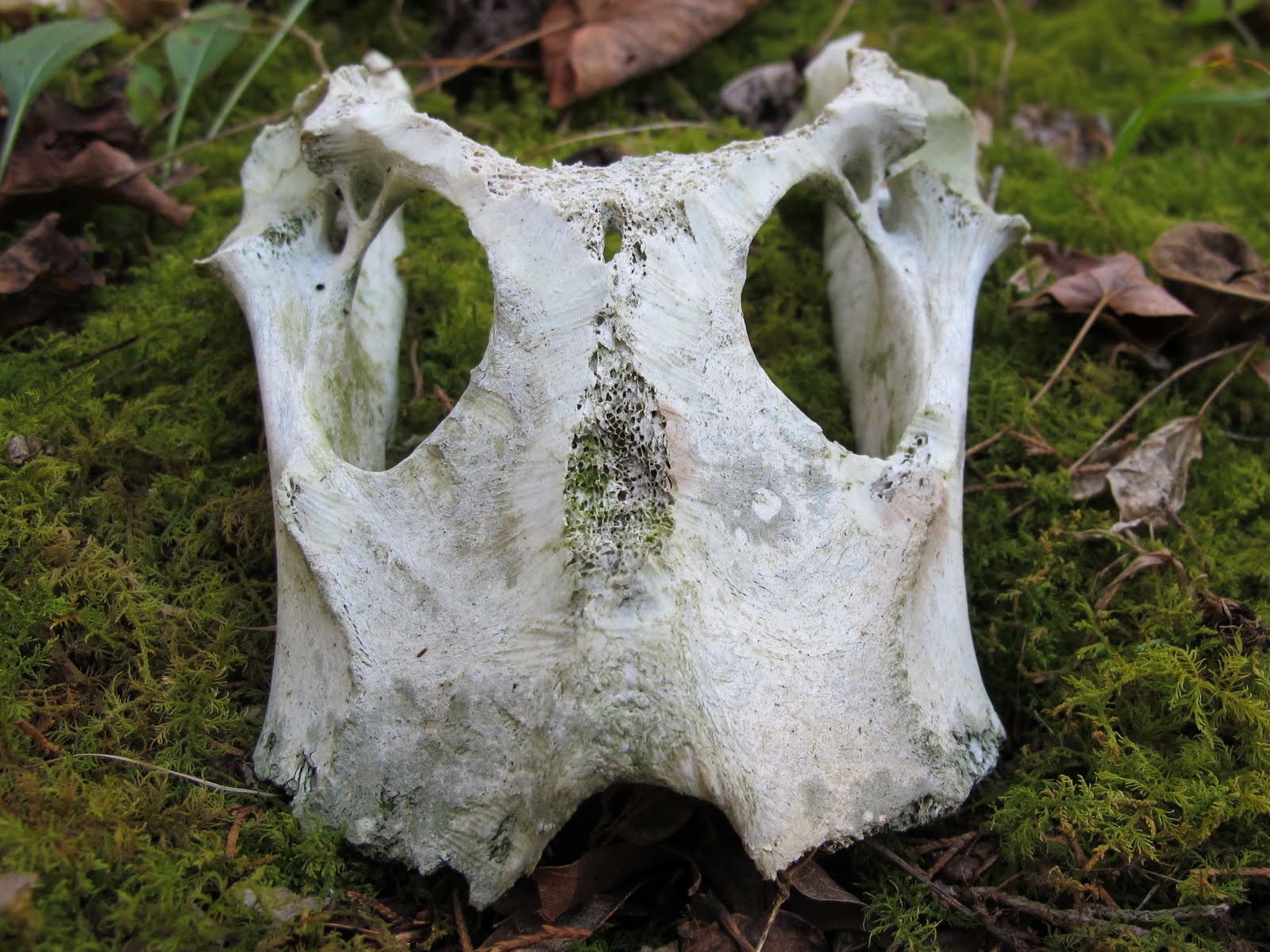 Blue Jay Barrens: Bones