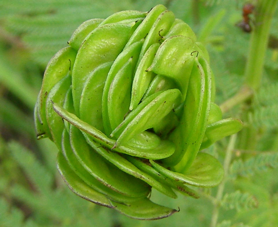 Ohio Flora: Bundleflower - Desmanthus illinoensis
