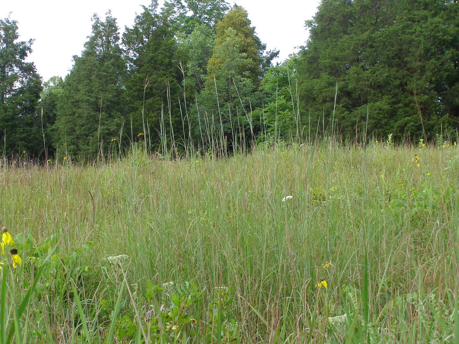 Ohio Flora: Big Bluestem - Andropogon gerardii