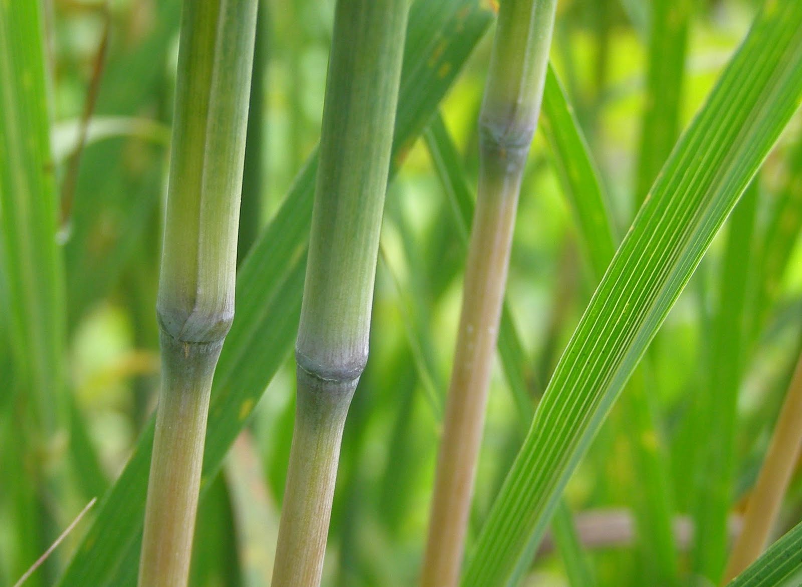 Ohio Flora: Big Bluestem - Andropogon gerardii