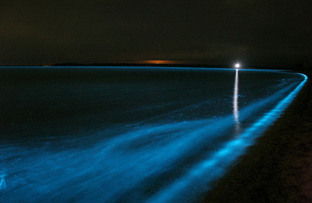 in the wood: Holy Luminous Sea Creatures