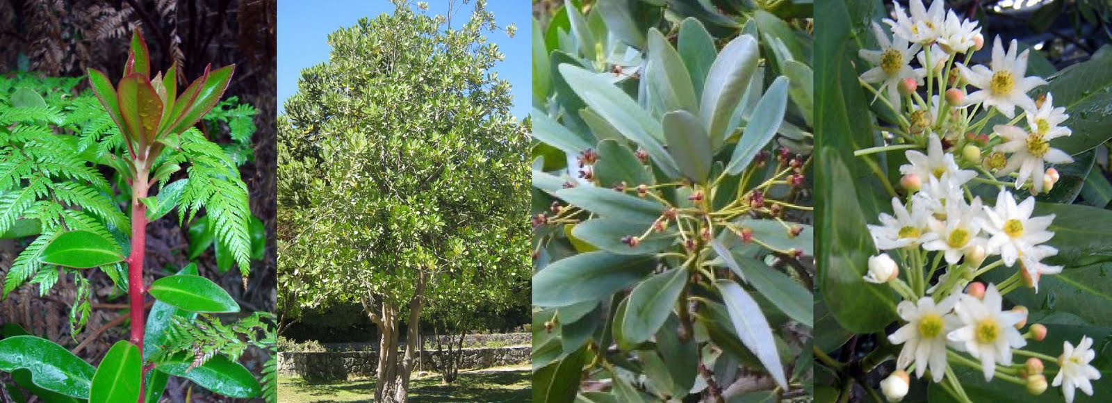 Apuntes botánicos: ÁRBOLES CHILENOS