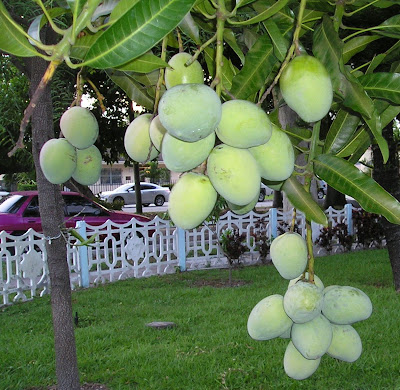 Frutales de climas cálidos: El mango de Toledo