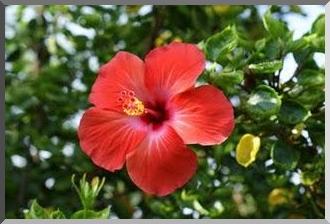 Cikgu Zaman's Blog: Bunga Raya