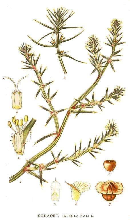 SEMILLAS = SEEDS = SEMENCES: Salsola kali