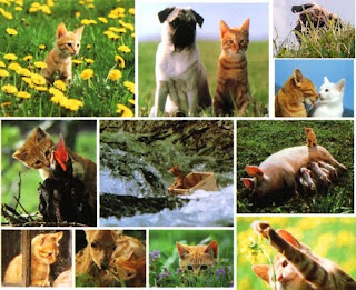 Solo Quince Minutos.com: Las aventuras de Chatrán: 65 gatos no pueden ...