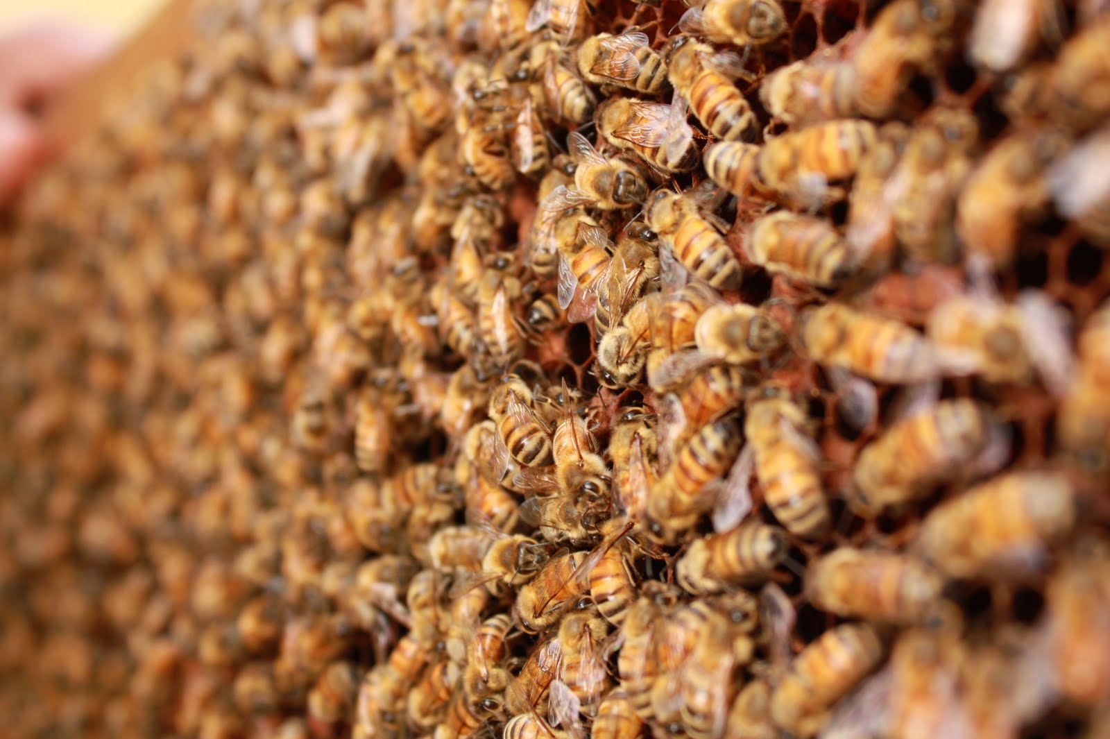 Adventurous Feet: Part10: Cebu-Bohol Trip (Day5) - Bohol Bee Farm