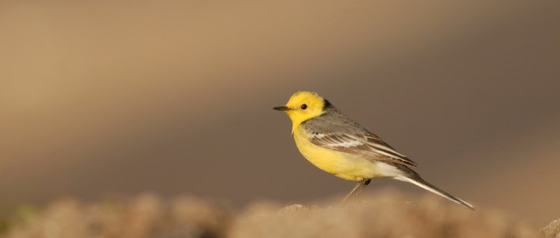 Birding Canarias: Lavandera cetrina en Lanzarote