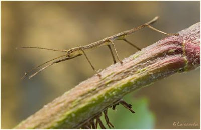 Une pincée de biologie: Comment...une reproduction sans mâle?