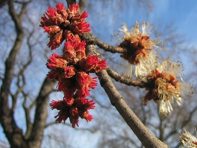 native plant girl: Bud Burst: Silver Maples