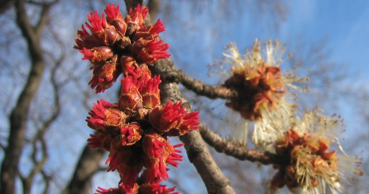 Silver Maple Tree Buds