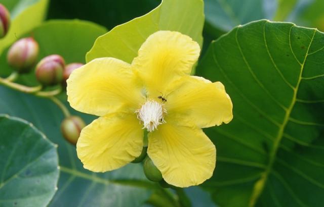 Info on plants!: #18 - Dillenia suffruticosa