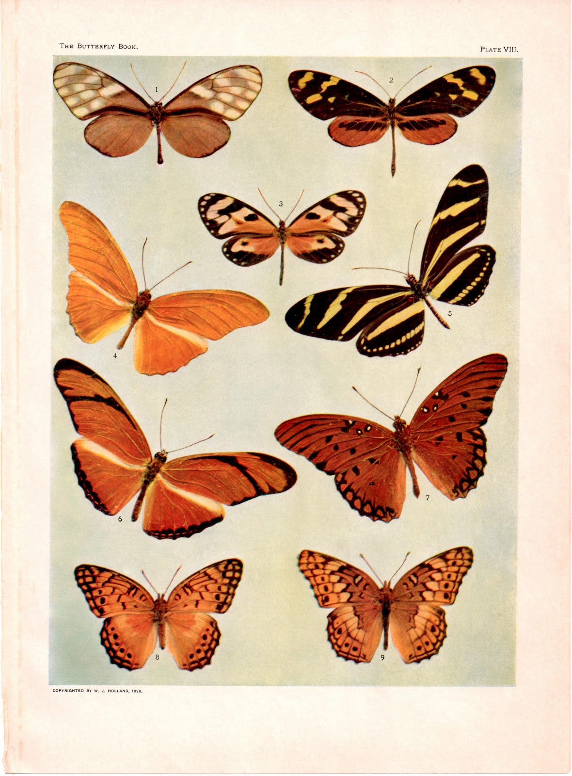 Plush Possum Studio: Free Butterfly Ephemera