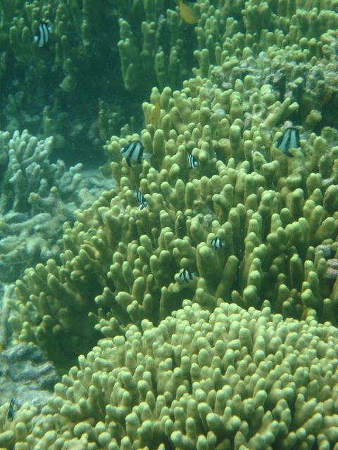 BEACHES AND CHURCHES: DIGYO ISLAND, ONE MORE TIME