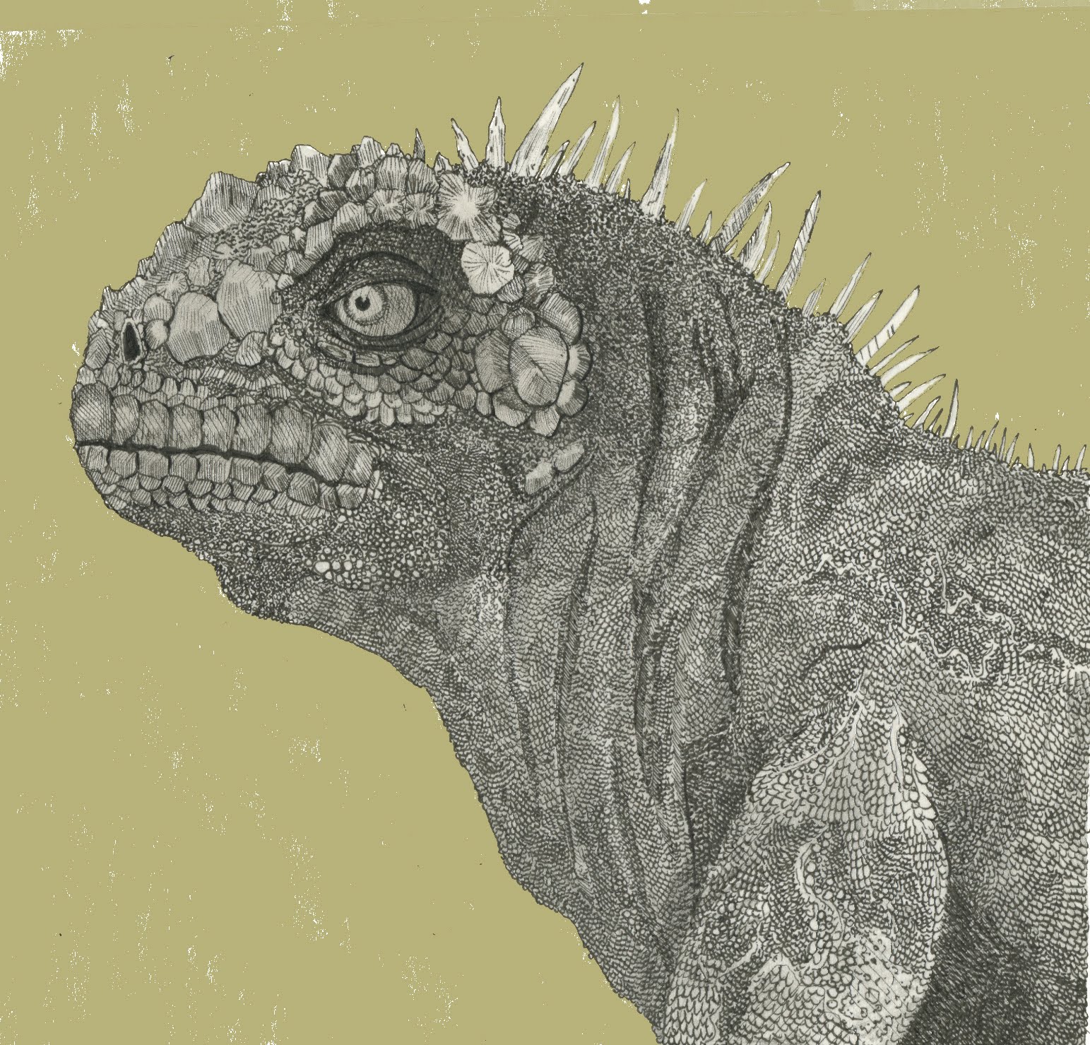 Ben Rothery Illustrator: A Drawing a day