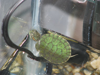 Chris' Land of Hoppiness: Koopa the Turtle