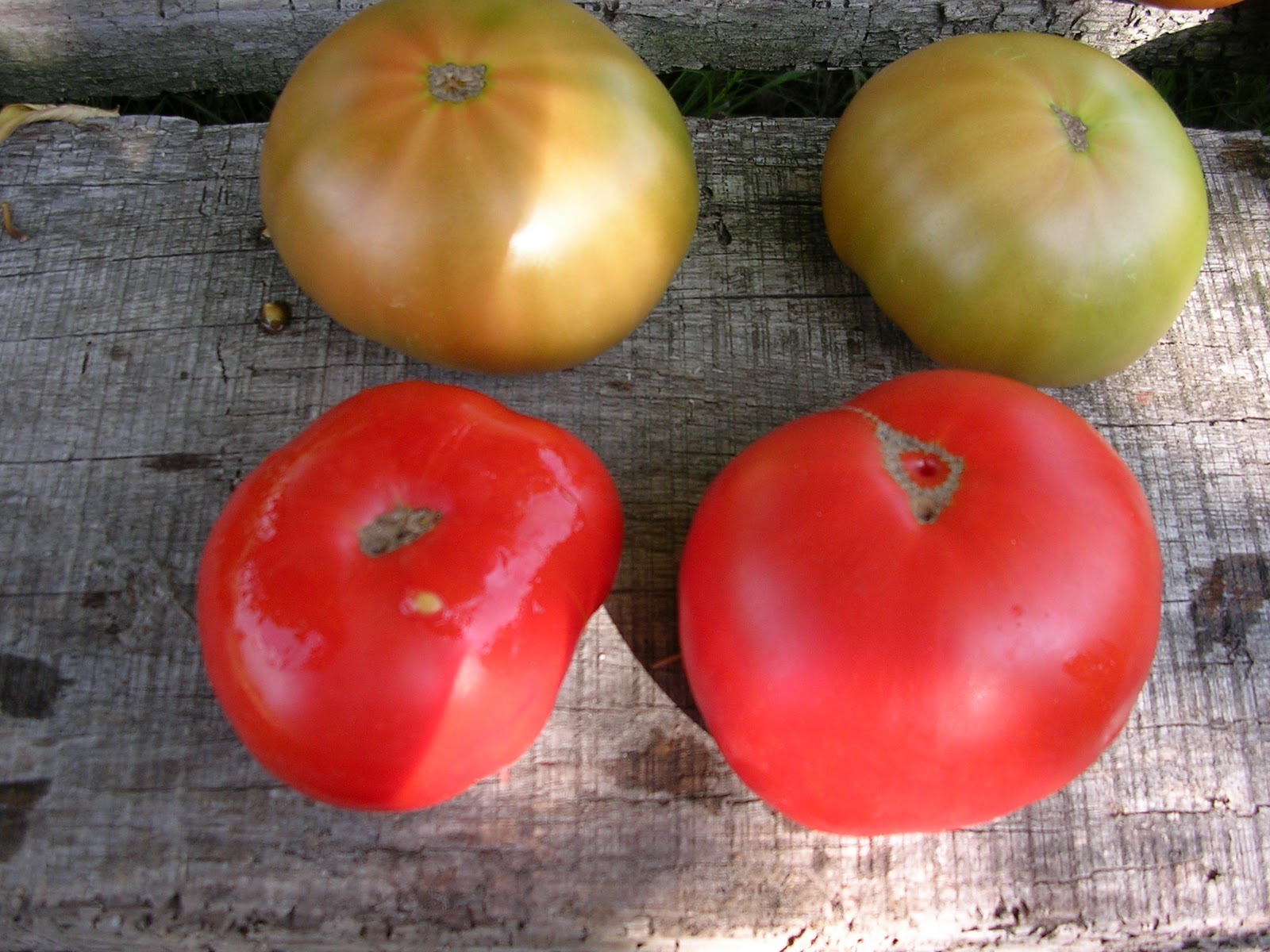 Perreando en la cocina: Tomate natural casero