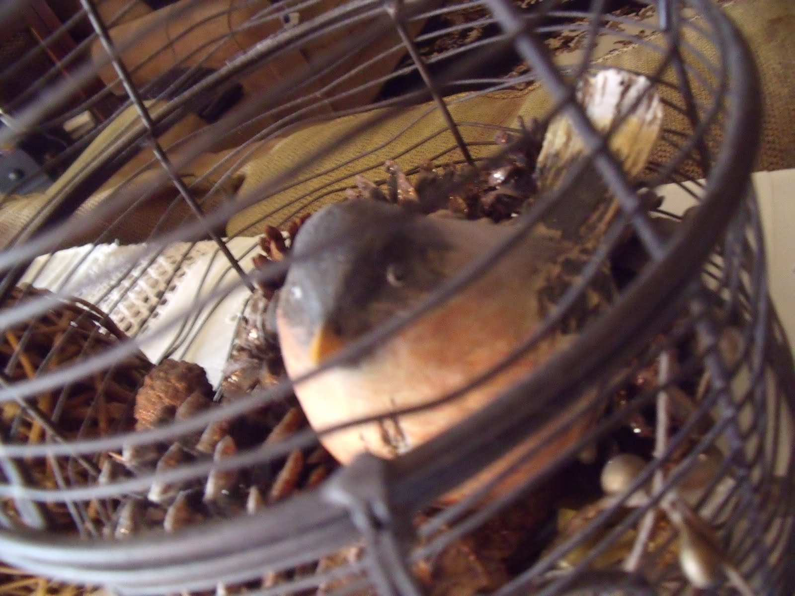 Thinkin' of Home: It's Cloche Time in Blogland