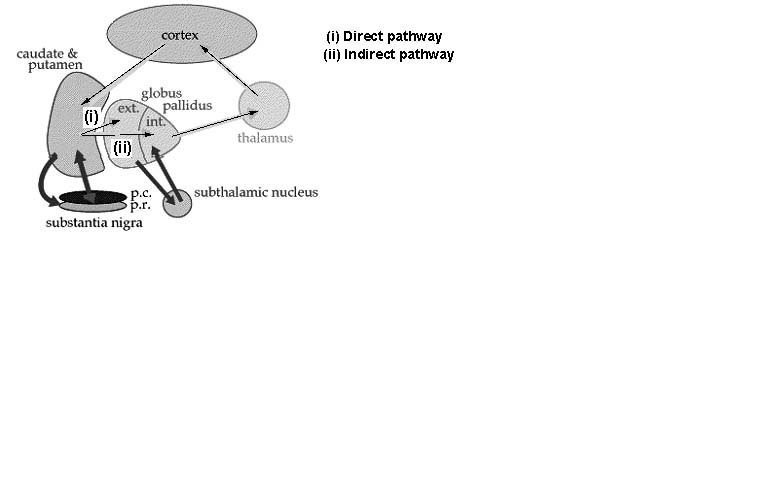 Neuroscience: Voluntary movement of skeletal muscle: Spinal Cord ...