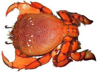 C'est l'histoire de ma vie. . .: You call me - "Curacha"