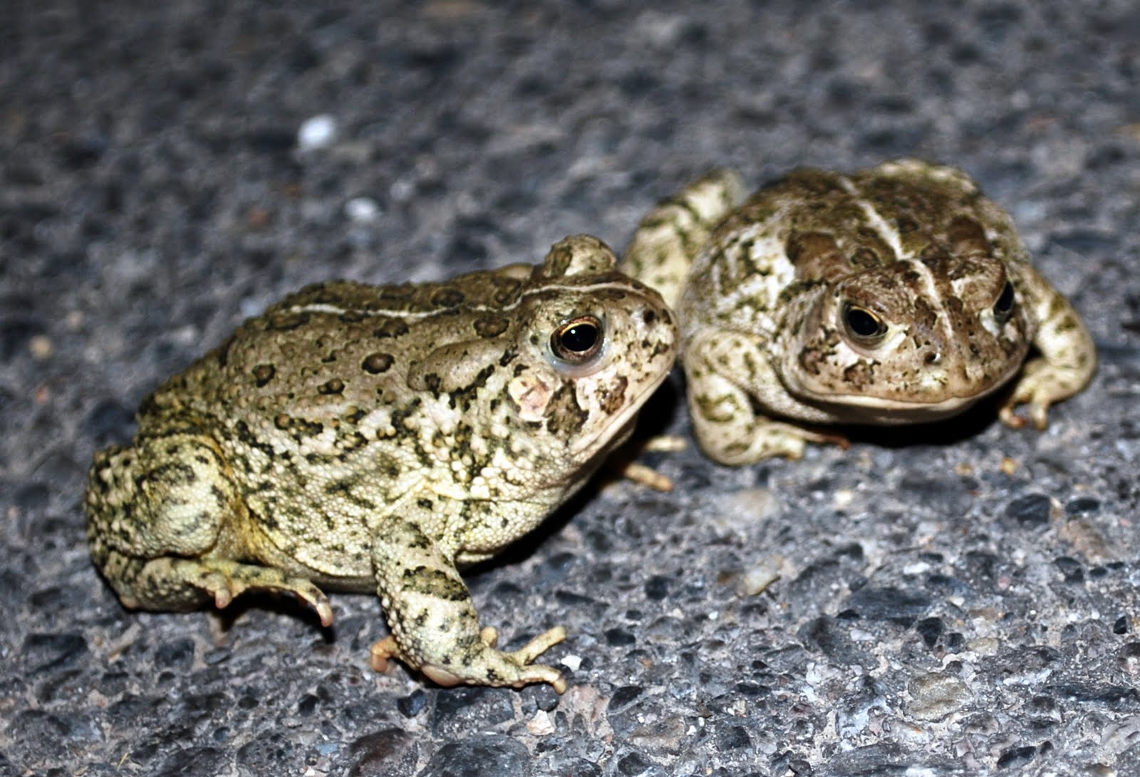 Snakes: Western Toads
