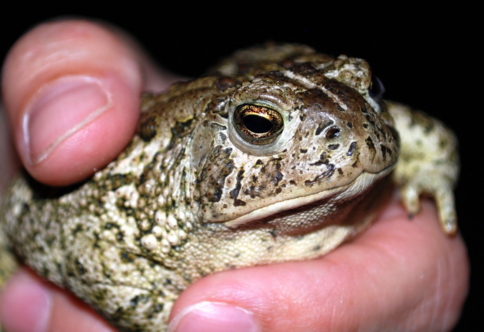 Snakes: Western Toads
